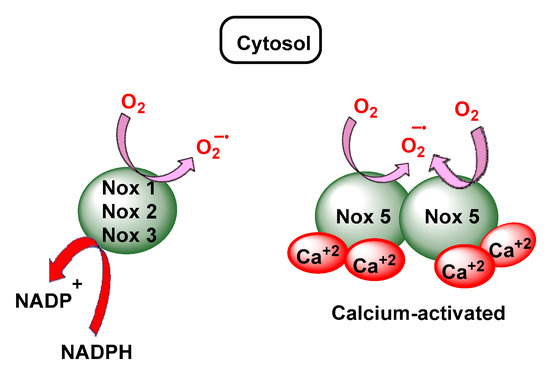 IJMS | Free Full-Text | Superoxide Anion Chemistry—Its Role at the Core ...