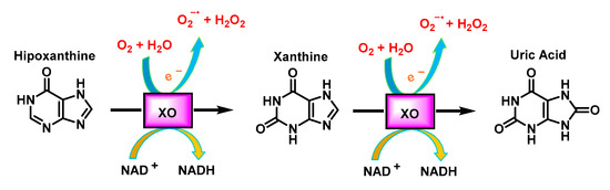 IJMS | Free Full-Text | Superoxide Anion Chemistry—Its Role at the Core ...