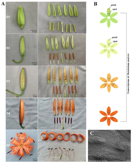 Molecular and Metabolic Insights into Anthocyanin Biosynthesis for Spot ...