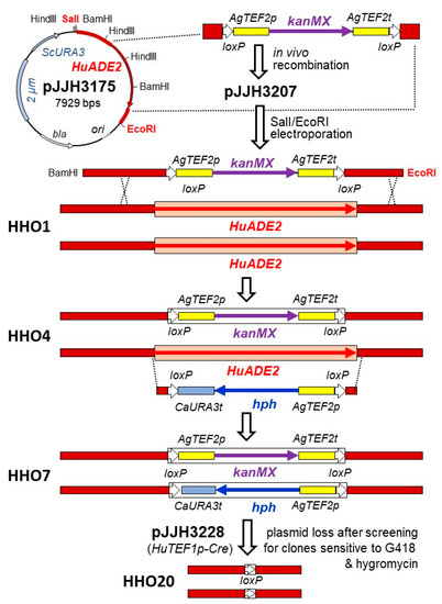 A Versatile Toolset for Genetic Manipulation of the Wine Yeast ...