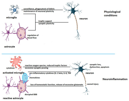 Molecular Mechanisms of Neuroinflammation in Aging and Alzheimer’s ...
