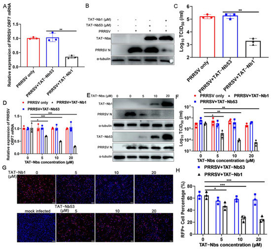 TAT Nanobody Exerts Antiviral Effect against PRRSV In Vitro by ...