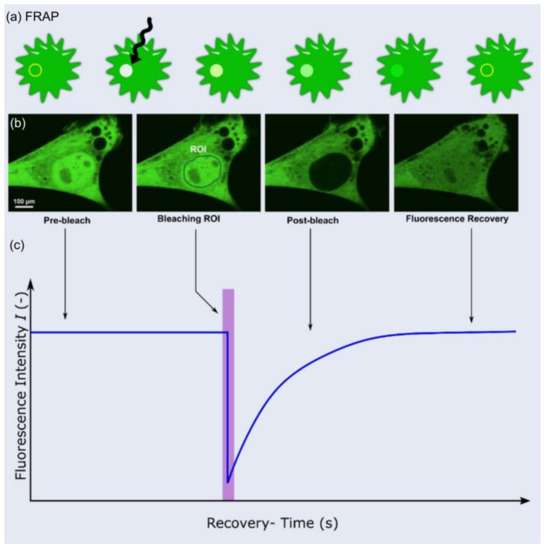 Fabrication and Characterization Techniques of In Vitro 3D Tissue Models