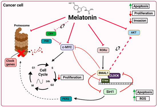 Role of Melatonin in Cancer: Effect on Clock Genes