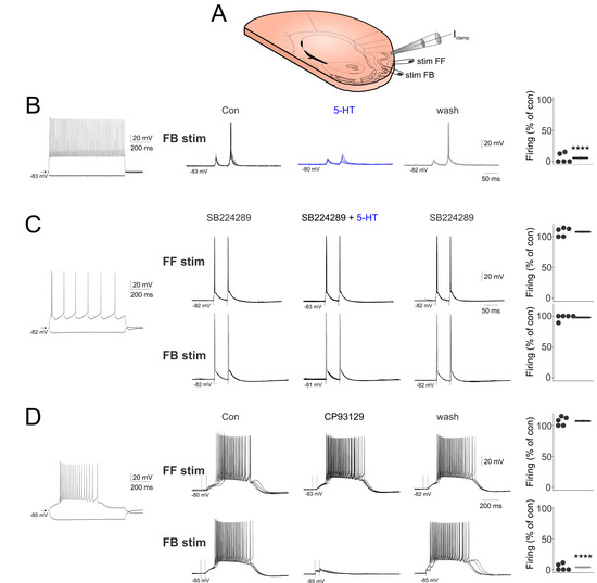Differential Serotonergic Modulation of Synaptic Inputs to the Olfactory Cortex