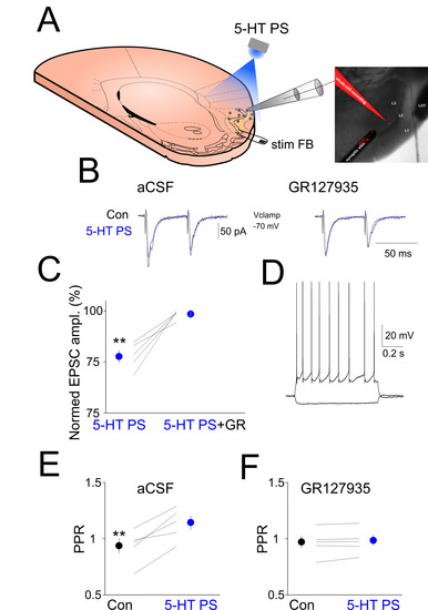 Differential Serotonergic Modulation of Synaptic Inputs to the Olfactory Cortex