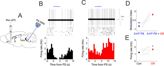 Differential Serotonergic Modulation of Synaptic Inputs to the Olfactory Cortex