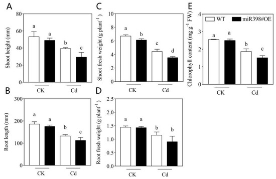 Sly-miR398 Participates in Cadmium Stress Acclimation by Regulating ...