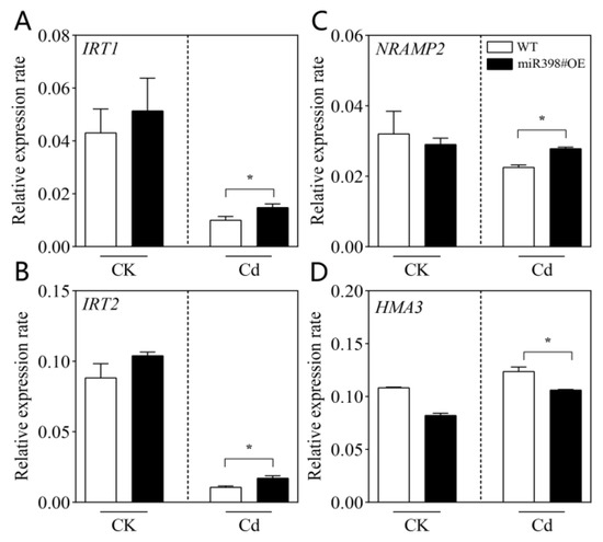 Sly-miR398 Participates in Cadmium Stress Acclimation by Regulating ...