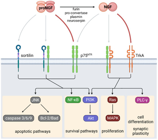 NGF and Its Role in Immunoendocrine Communication during Metabolic Syndrome