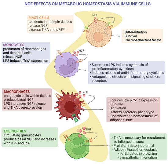 NGF and Its Role in Immunoendocrine Communication during Metabolic Syndrome