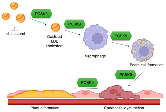 IJMS | Free Full-Text | PCSK9 as an Atherothrombotic Risk Factor