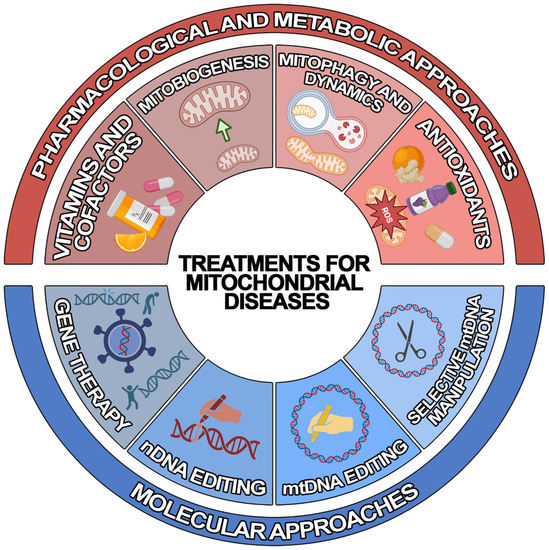 Mitochondrial Transplantation in Mitochondrial Medicine: Current Challenges and Future Perspectives