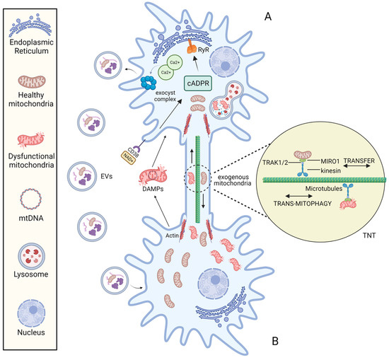 Mitochondrial Transplantation in Mitochondrial Medicine: Current ...