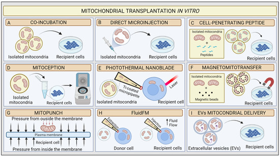 Mitochondrial Transplantation in Mitochondrial Medicine: Current ...