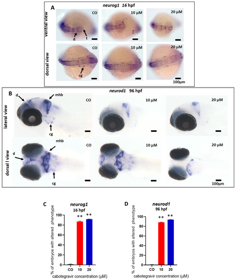 Cabotegravir Exposure of Zebrafish (Danio rerio) Embryos Impacts on ...