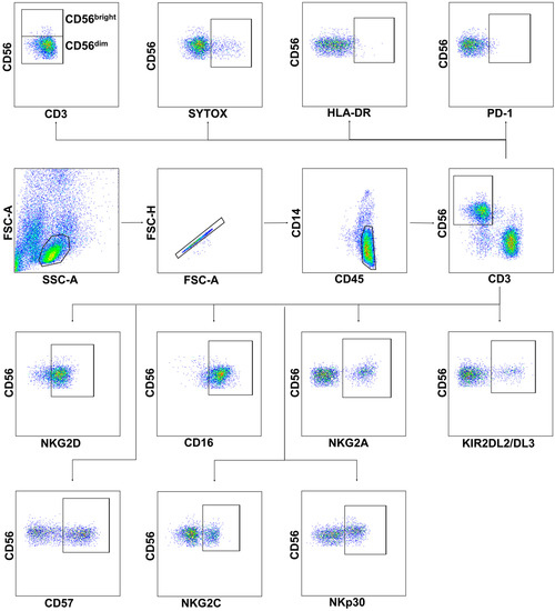 Coordinated Loss and Acquisition of NK Cell Surface Markers Accompanied ...