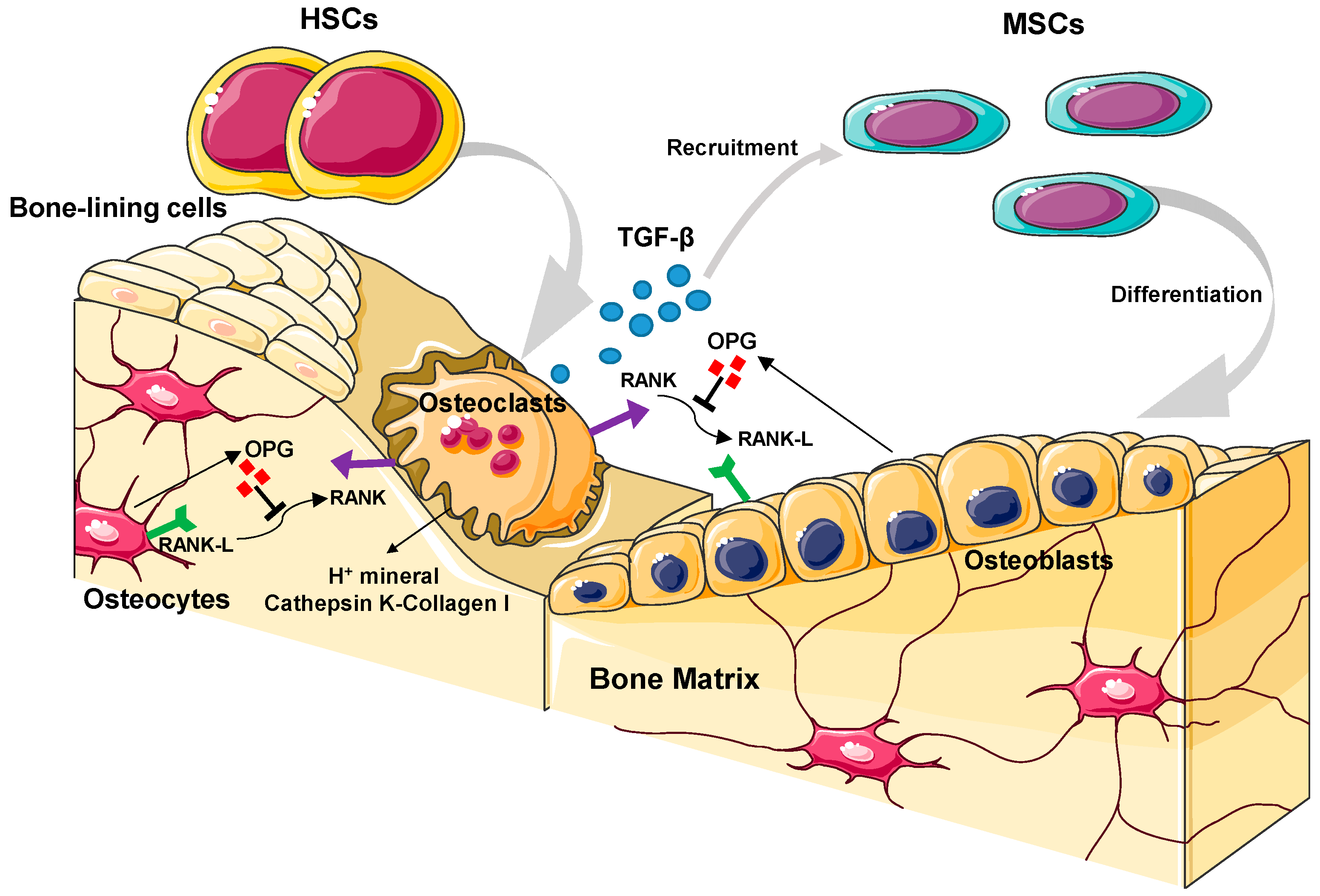 Targeting Agents in Biomaterial-Mediated Bone Regeneration