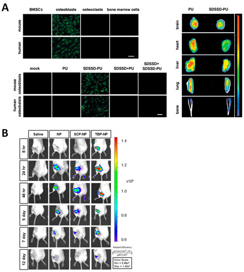 Targeting Agents in Biomaterial-Mediated Bone Regeneration