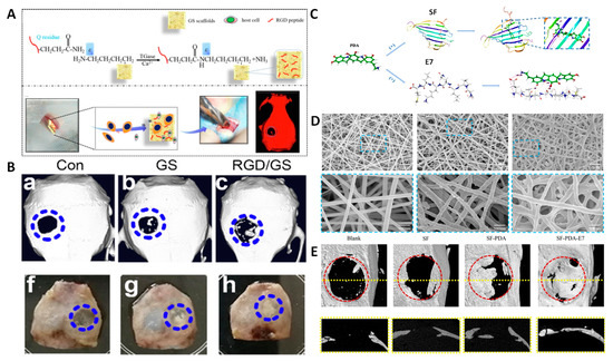 Targeting Agents in Biomaterial-Mediated Bone Regeneration