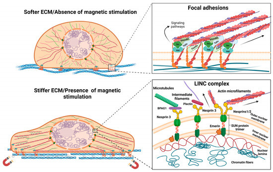 Insights into the Molecular Mechanisms Regulating Cell Behavior in ...