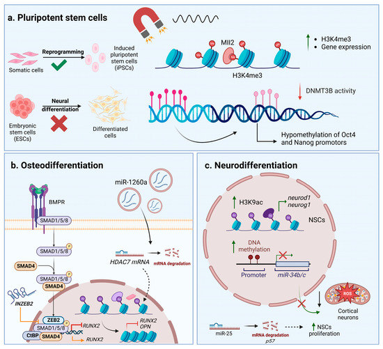 Insights into the Molecular Mechanisms Regulating Cell Behavior in ...