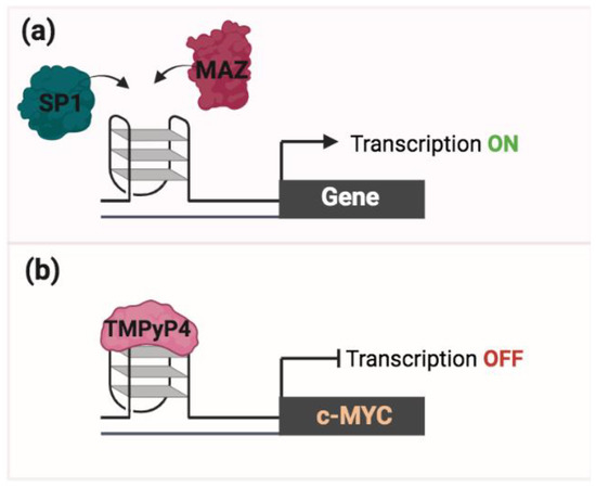 The Intertwined Role of 8-oxodG and G4 in Transcription Regulation