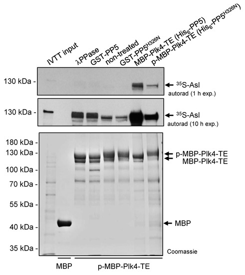 Plk4 Is a Novel Substrate of Protein Phosphatase 5