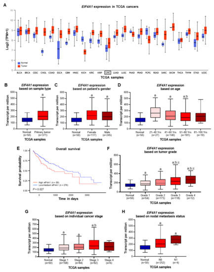 eIF4A1 Is a Prognostic Marker and Actionable Target in Human Hepatocellular Carcinoma