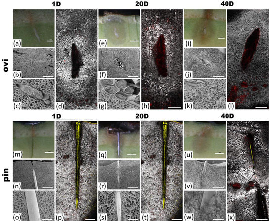Assessment of the Molecular Responses of an Ancient Angiosperm against ...