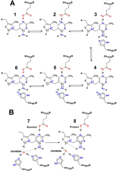 New Role of Water in Transketolase Catalysis