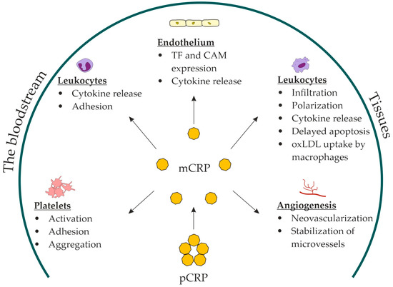Monomeric C-Reactive Protein in Atherosclerotic Cardiovascular Disease ...
