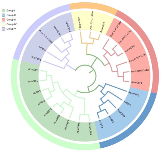 Identification and Analysis of the CBF Gene Family in Three Species of ...