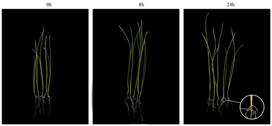 Integrated Transcriptomic and Metabolomics Analysis of the Root ...