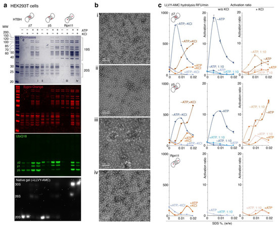 Myelin Basic Protein Fragmentation by Engineered Human Proteasomes with ...