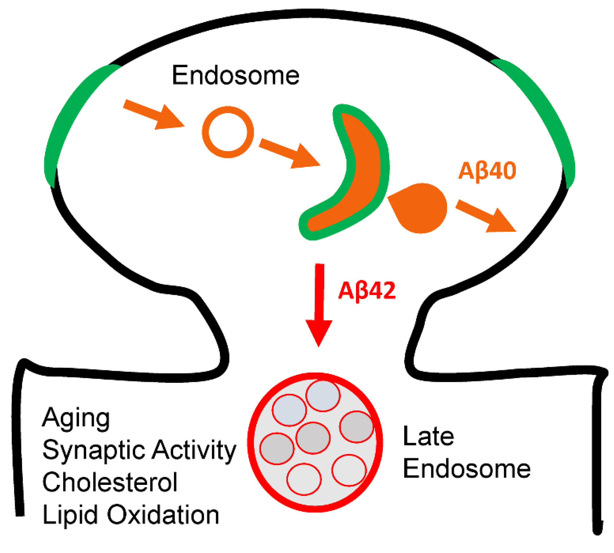 Analysis of Non-Amyloidogenic Mutations in APP Supports Loss of ...