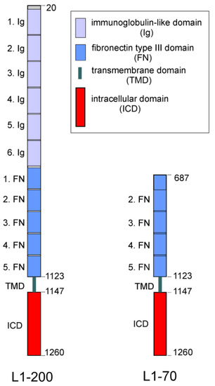 The Interactions of the 70 kDa Fragment of Cell Adhesion Molecule L1 ...
