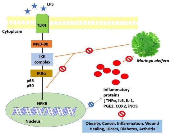 Moringa oleifera: An Updated Comprehensive Review of Its Pharmacological Activities ...