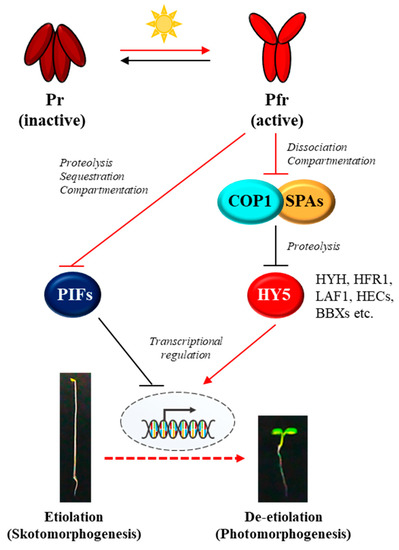 Regulation of Plant Photoresponses by Protein Kinase Activity of Phytochrome A