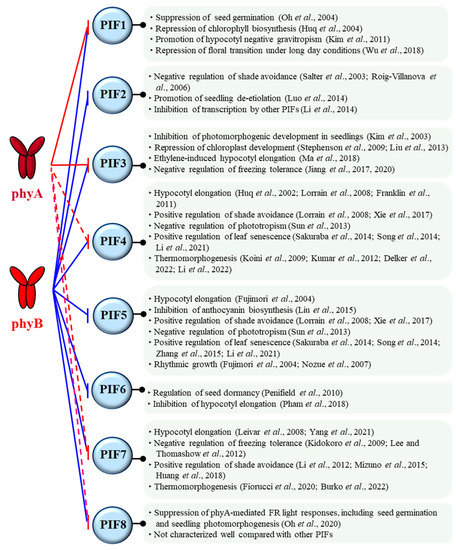 Regulation of Plant Photoresponses by Protein Kinase Activity of ...