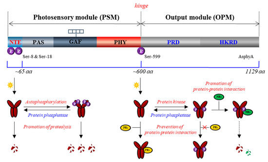 Regulation of Plant Photoresponses by Protein Kinase Activity of Phytochrome A