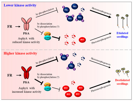 Regulation of Plant Photoresponses by Protein Kinase Activity of ...