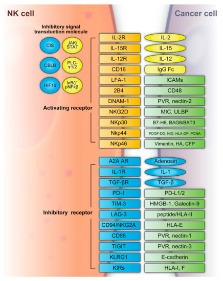 Natural Killer Cell-Based Immunotherapy against Glioblastoma