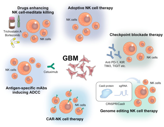 Natural Killer Cell-Based Immunotherapy against Glioblastoma