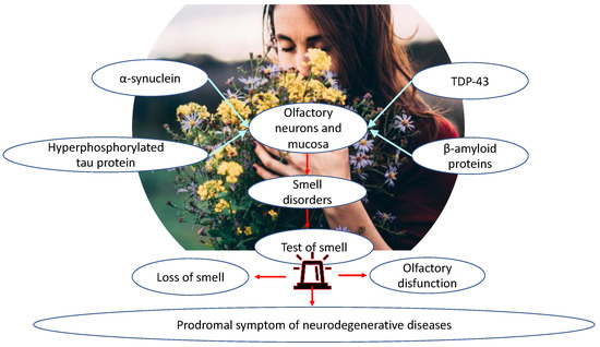Neurons, Nose, and Neurodegenerative Diseases: Olfactory Function and ...