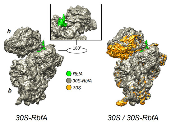 Yet Another Similarity between Mitochondrial and Bacterial Ribosomal ...