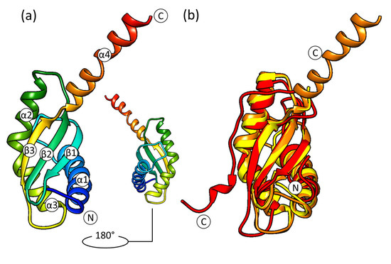Yet Another Similarity between Mitochondrial and Bacterial Ribosomal ...