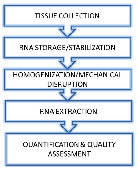 RNA Extraction from Cartilage: Issues, Methods, Tips