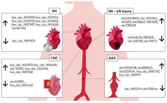 Circular RNAs as a Diagnostic and Therapeutic Target in Cardiovascular ...