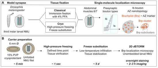 Single-Molecule Localization Microscopy of Presynaptic Active Zones in Drosophila melanogaster ...